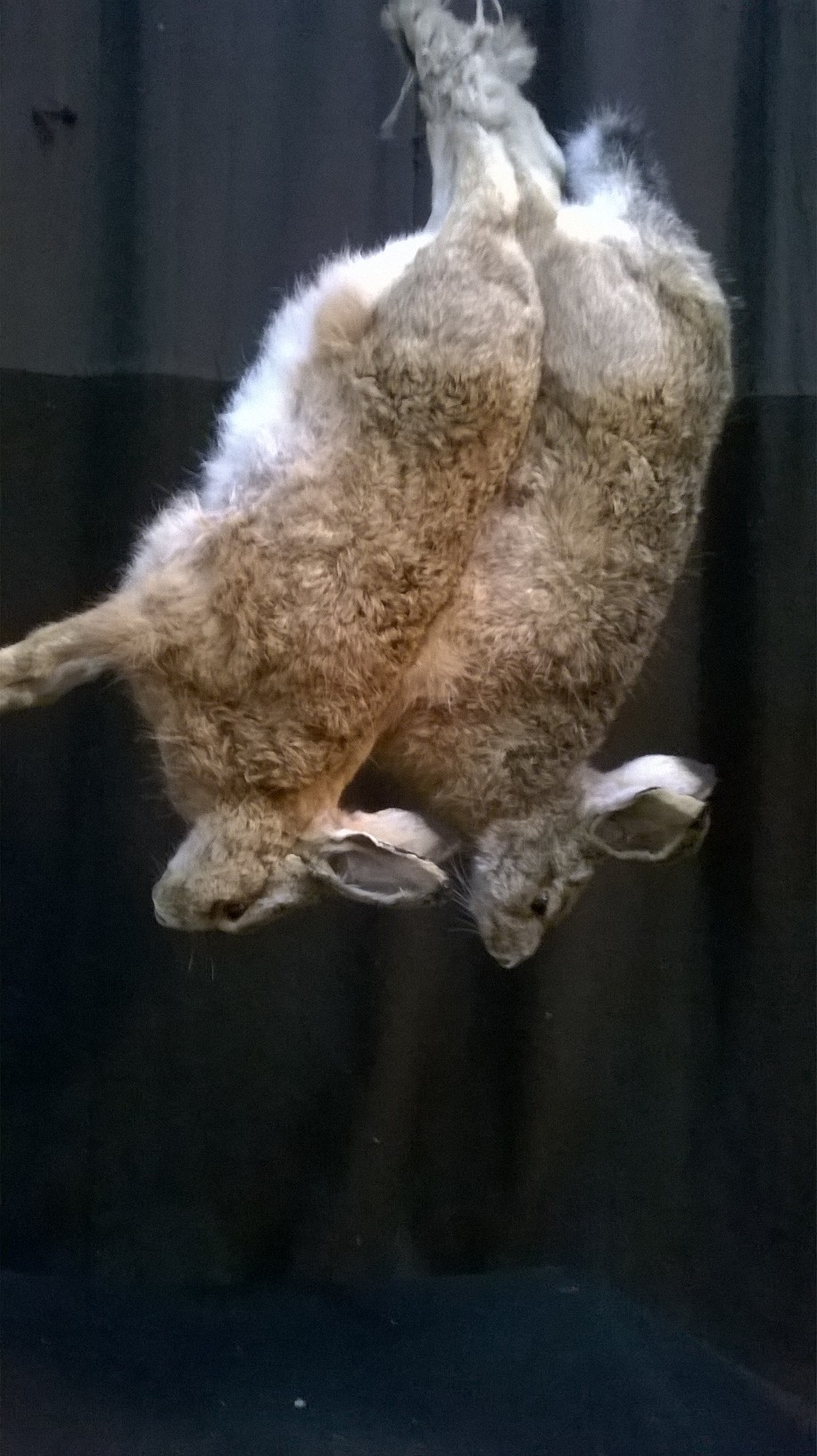 Taxidermy - Celtic Prop Hire
