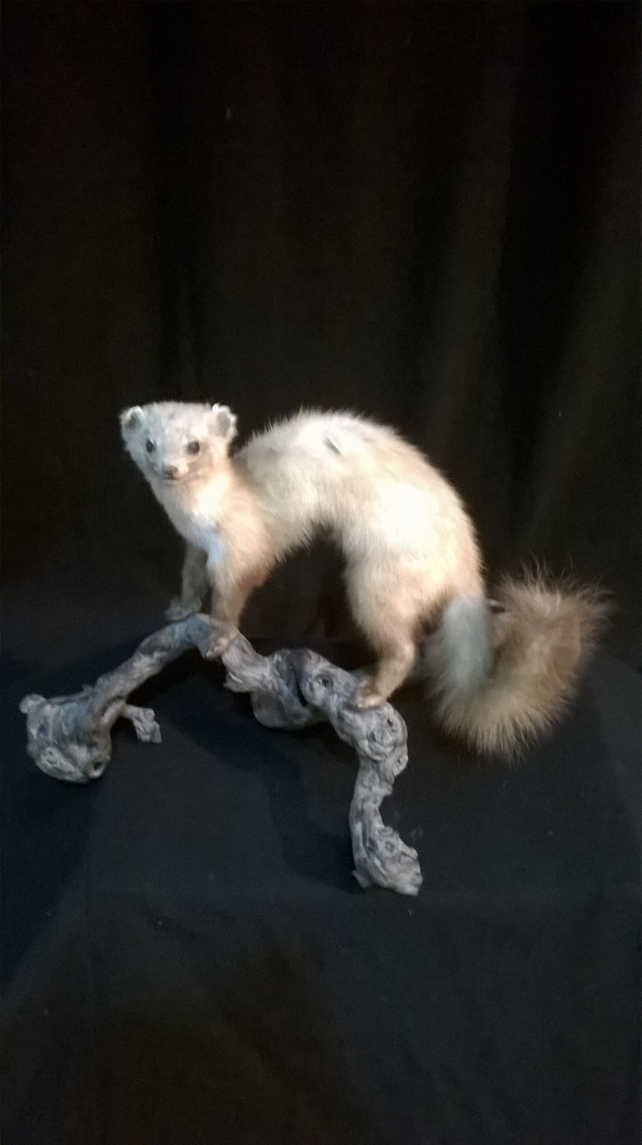 Taxidermy - Celtic Prop Hire